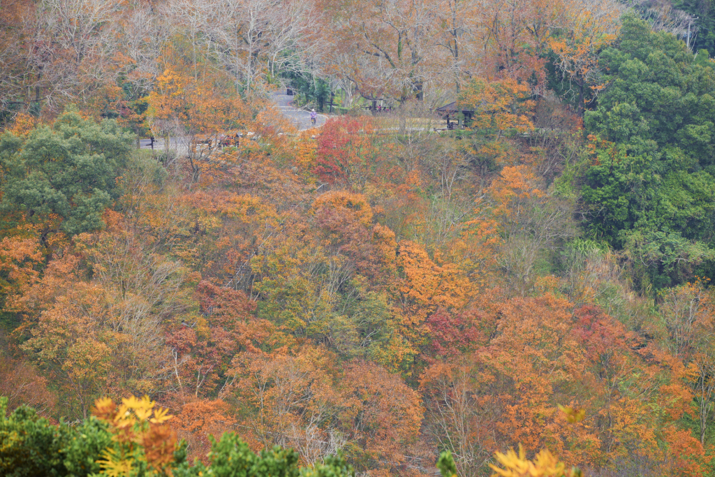 Tempat-tempat menarik untuk menikmati pemandangan musim luruh di Taiwan ...